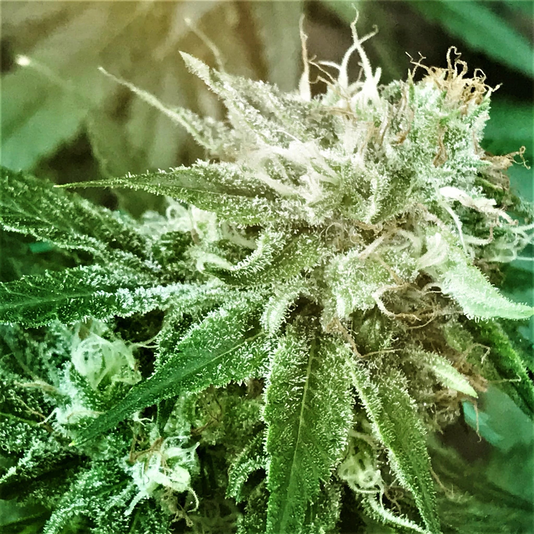 HHC und CBD blüten jetzt bei Agrow Suisse bestellen – Agrow Suisse GmbH